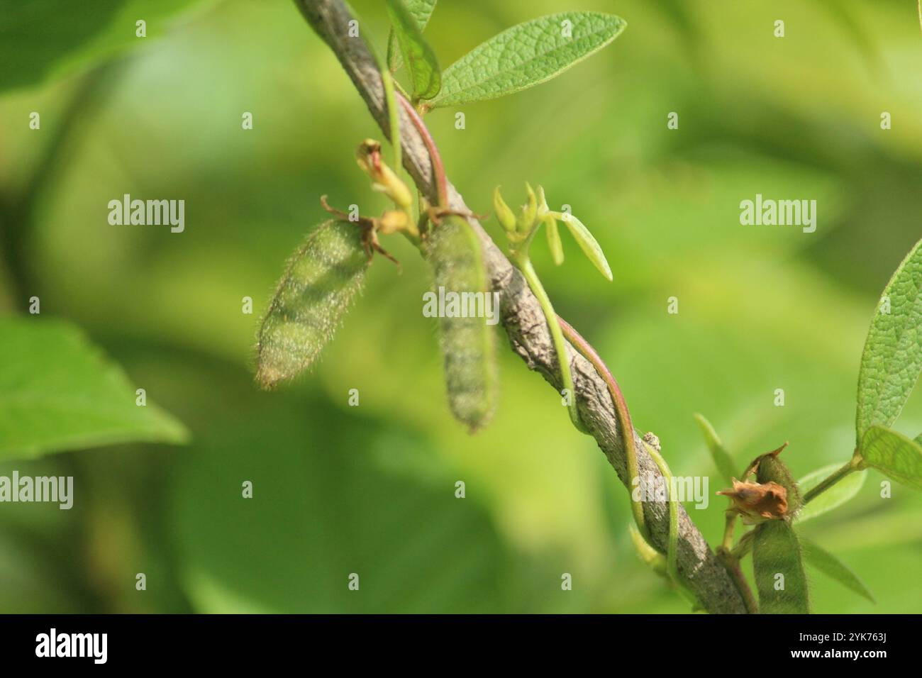 Cajanuses hi-res stock photography and images - Alamy