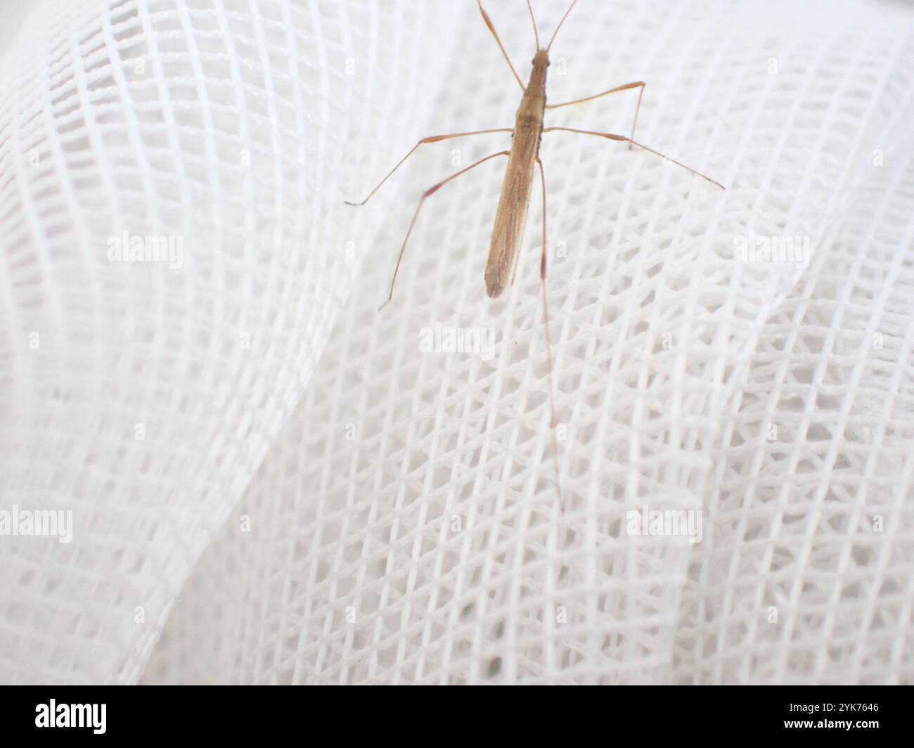 Stilt Bugs (Berytidae Stock Photo - Alamy