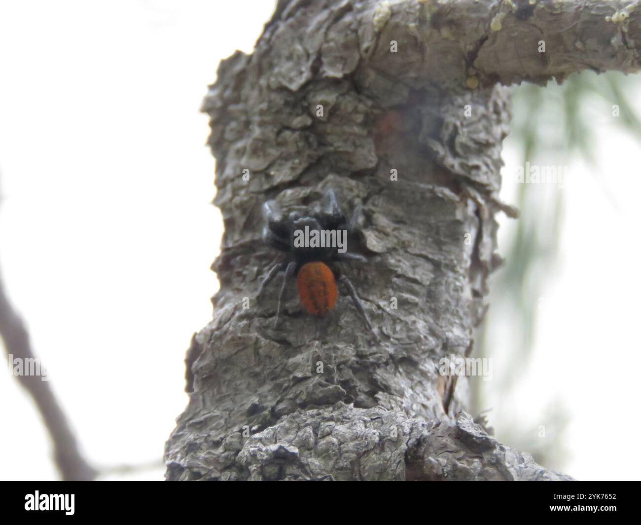Johnson's Jumping Spider (Phidippus johnsoni Stock Photo - Alamy