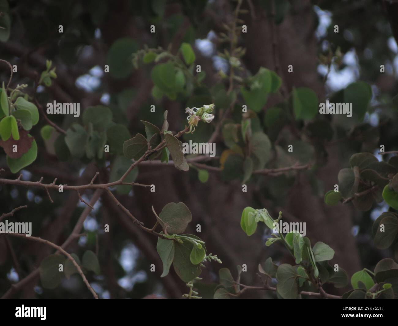Bidi leaf tree (Bauhinia racemosa Stock Photo - Alamy