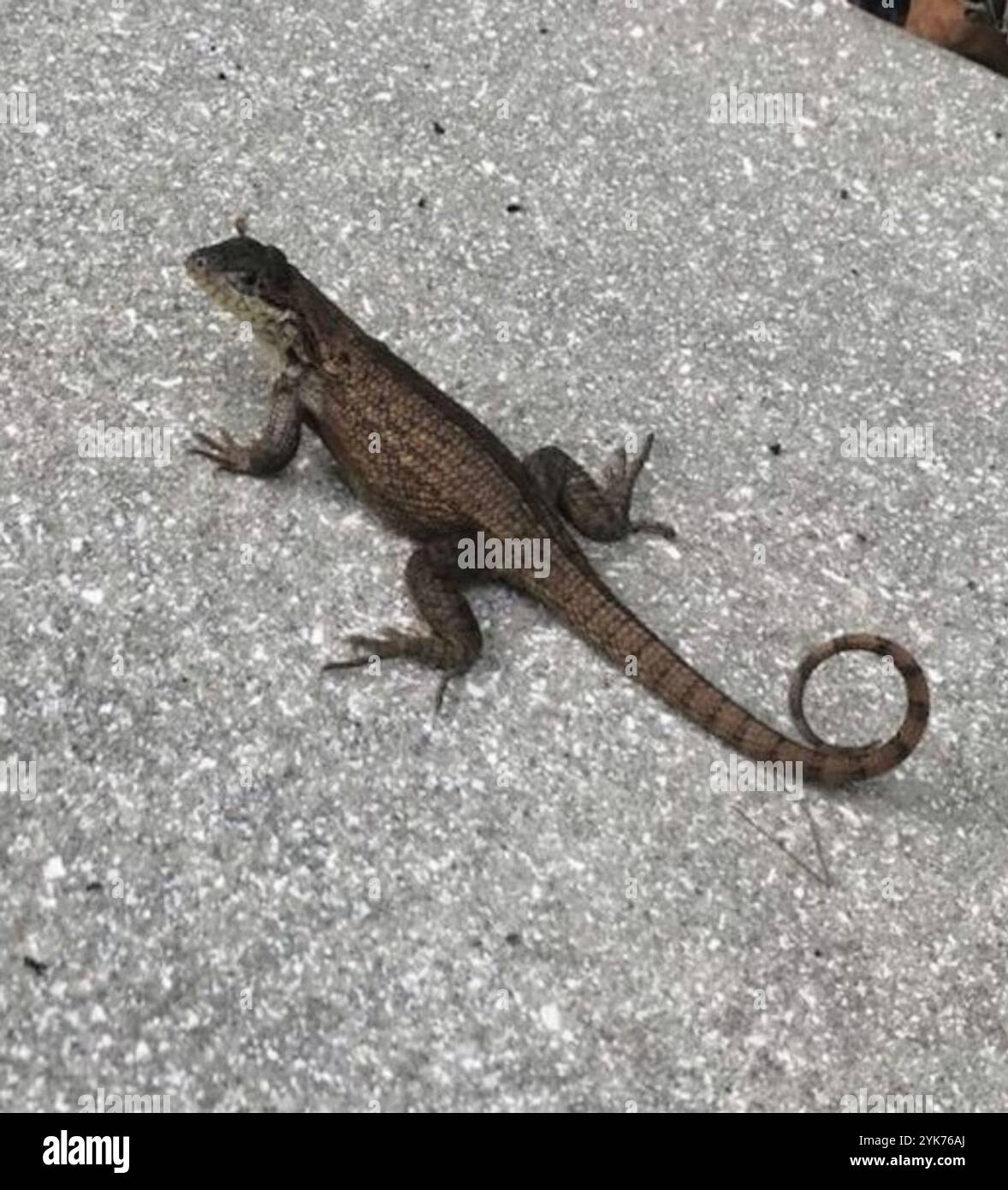 Northern Curly-tailed Lizard (Leiocephalus carinatus Stock Photo - Alamy