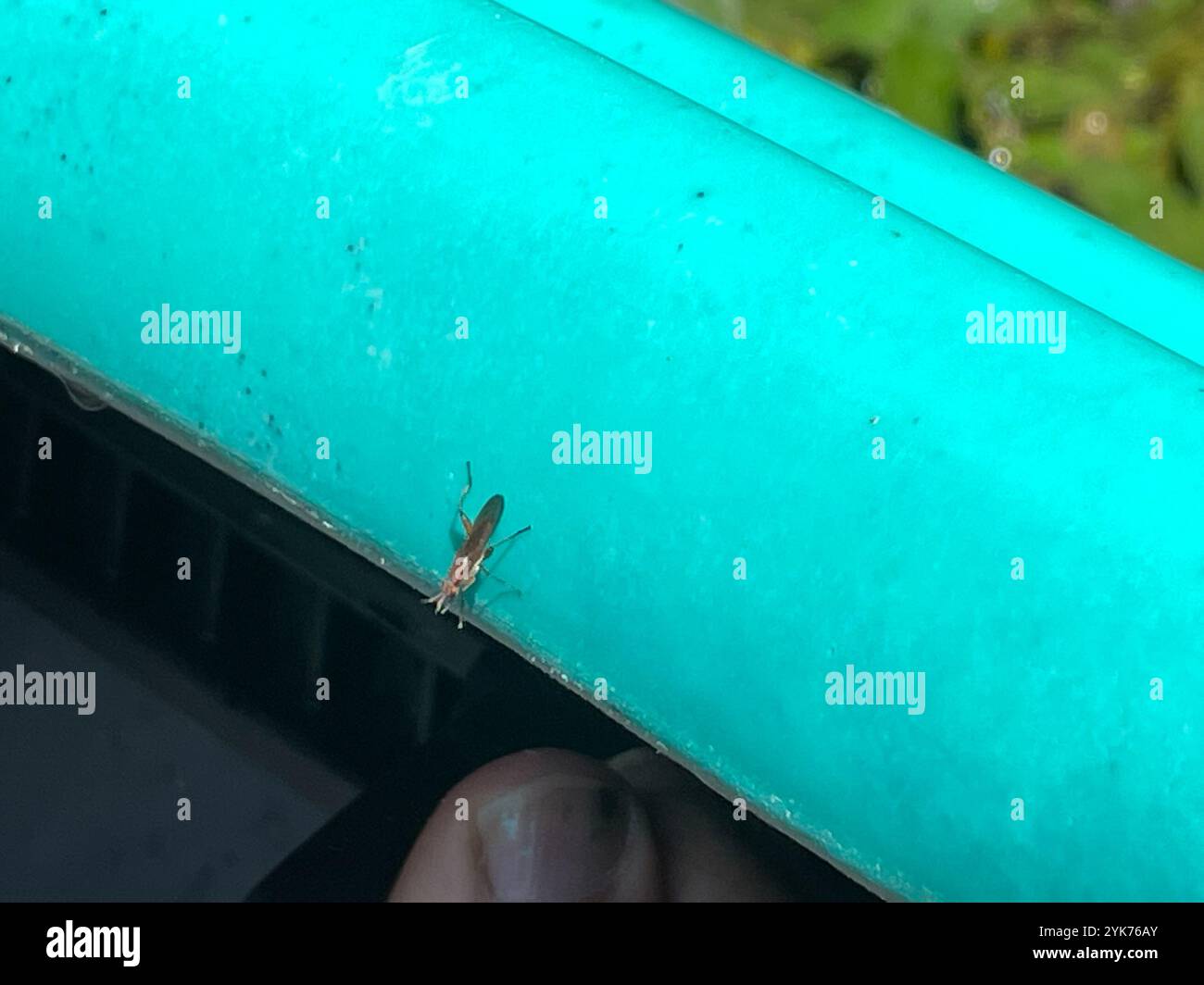 Sepedon hi-res stock photography and images - Alamy