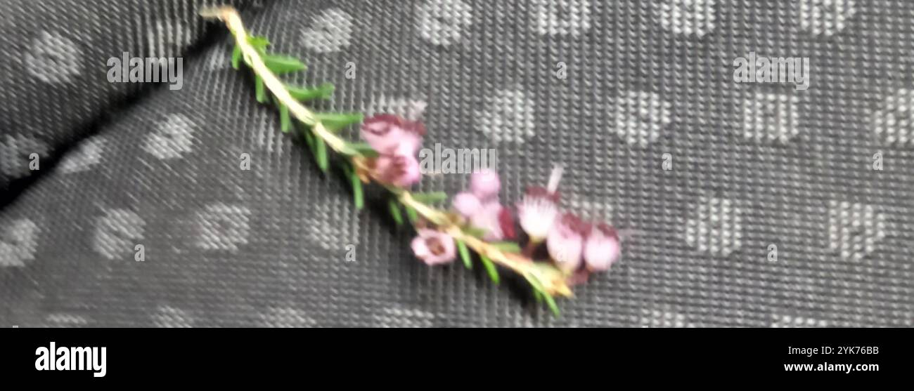 Autumn Heather (Erica manipuliflora Stock Photo - Alamy