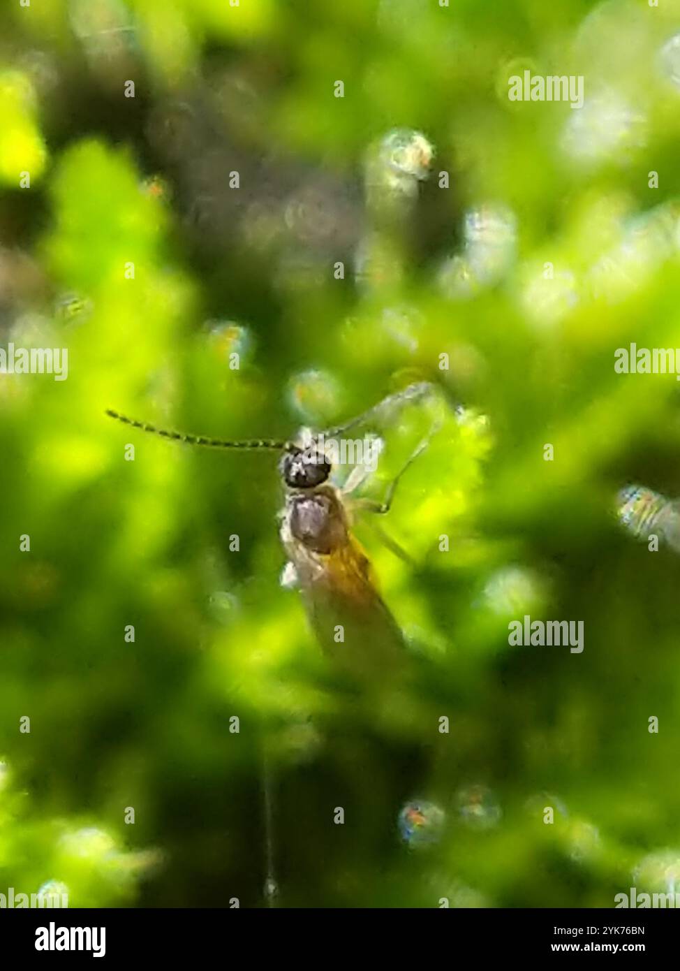 Ants, Bees, Wasps, and Sawflies (Hymenoptera Stock Photo - Alamy