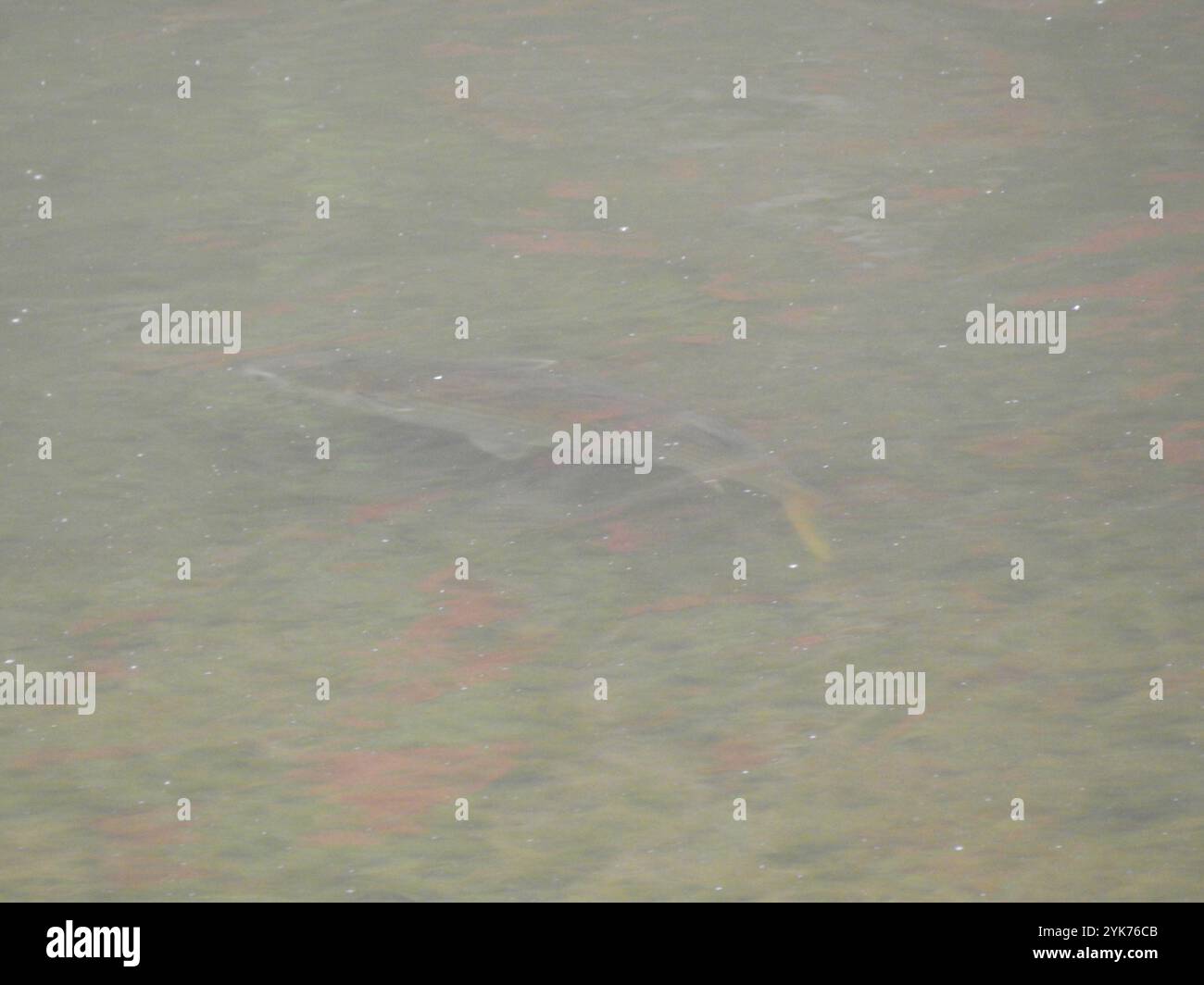 Sea mullet mugil cephalus hi-res stock photography and images - Alamy