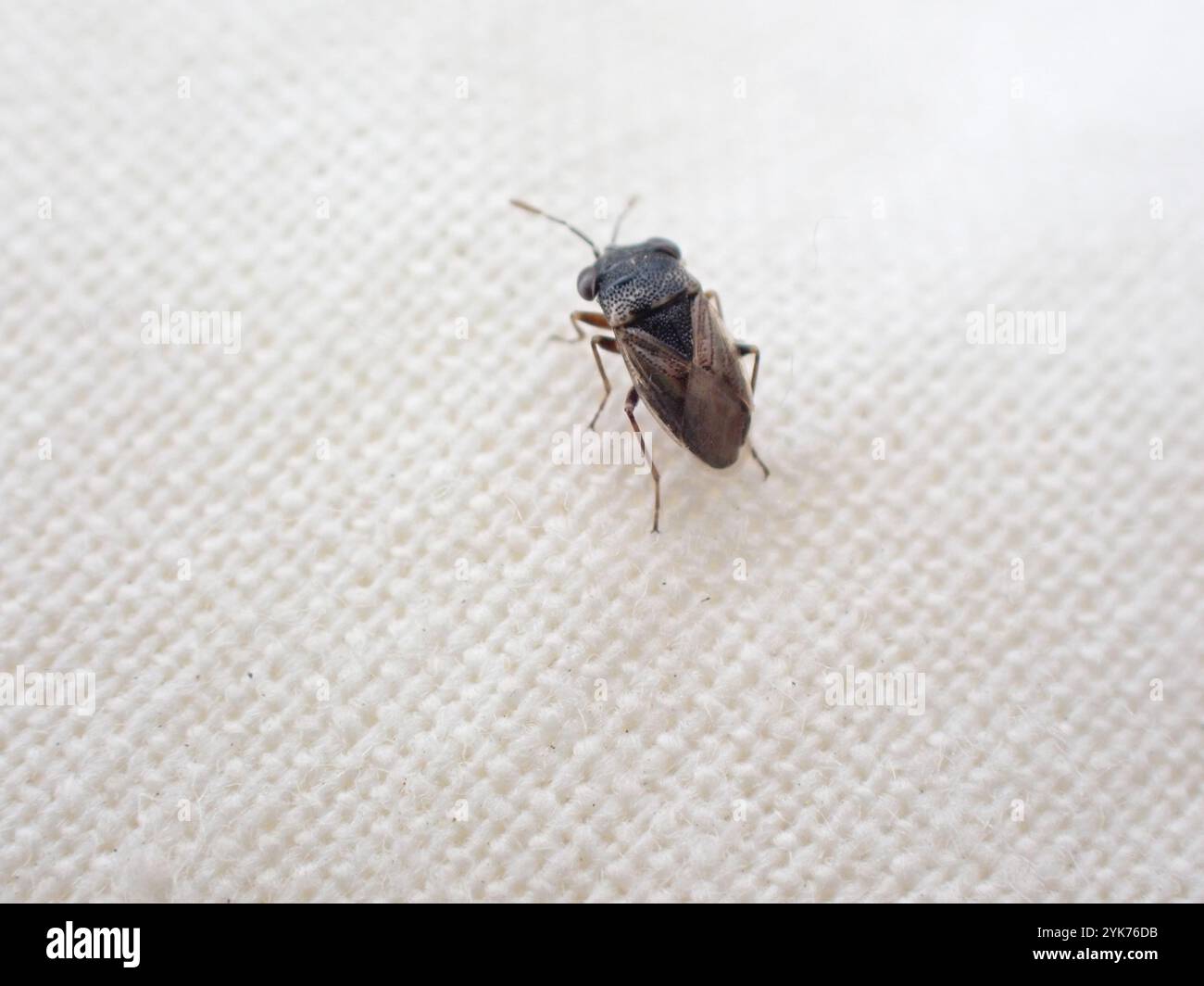 Big-eyed Bugs (Geocoridae Stock Photo - Alamy