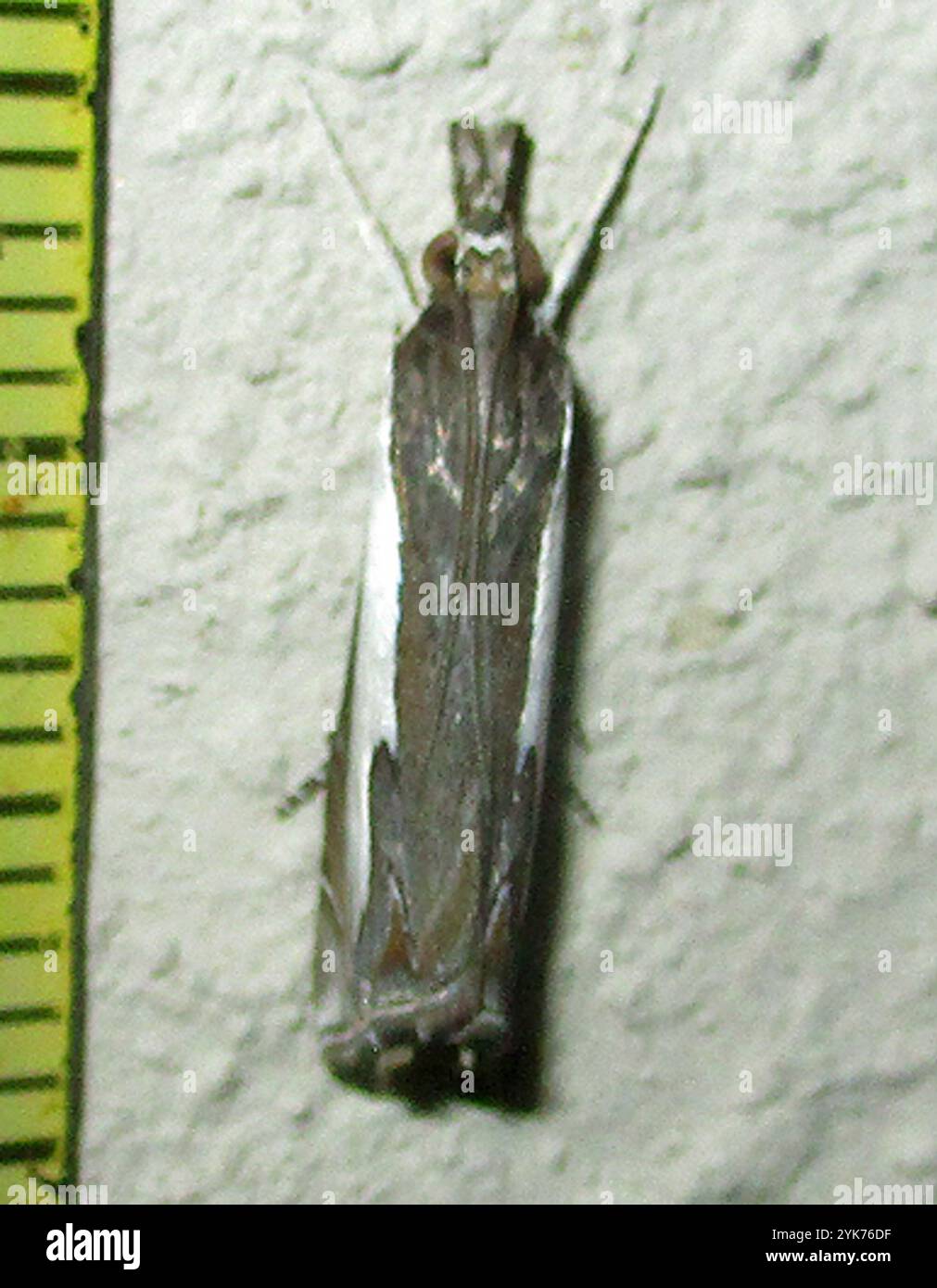 Quadricuspis hi-res stock photography and images - Alamy