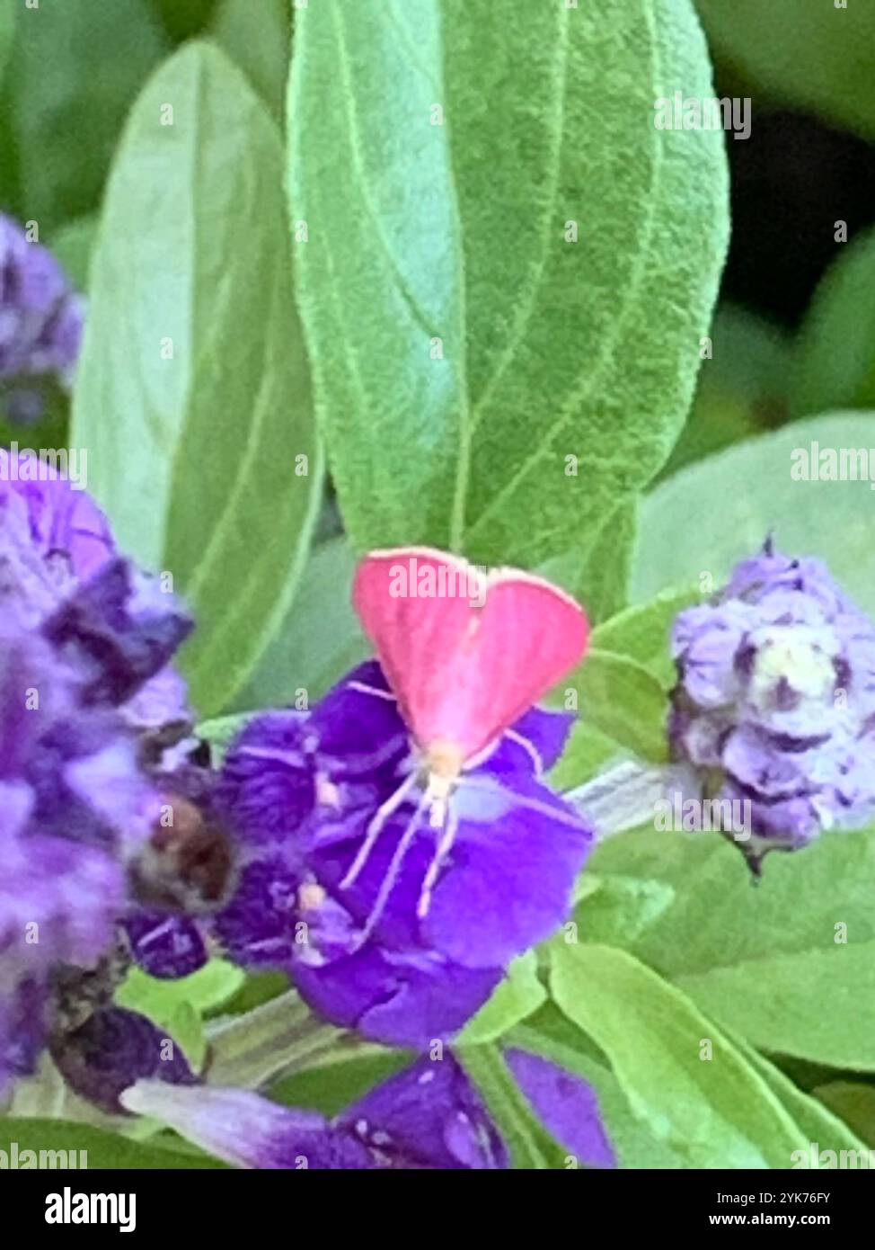 Inornate hi-res stock photography and images - Alamy