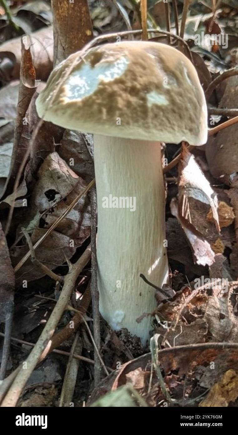 noble bolete (Boletus nobilis Stock Photo - Alamy