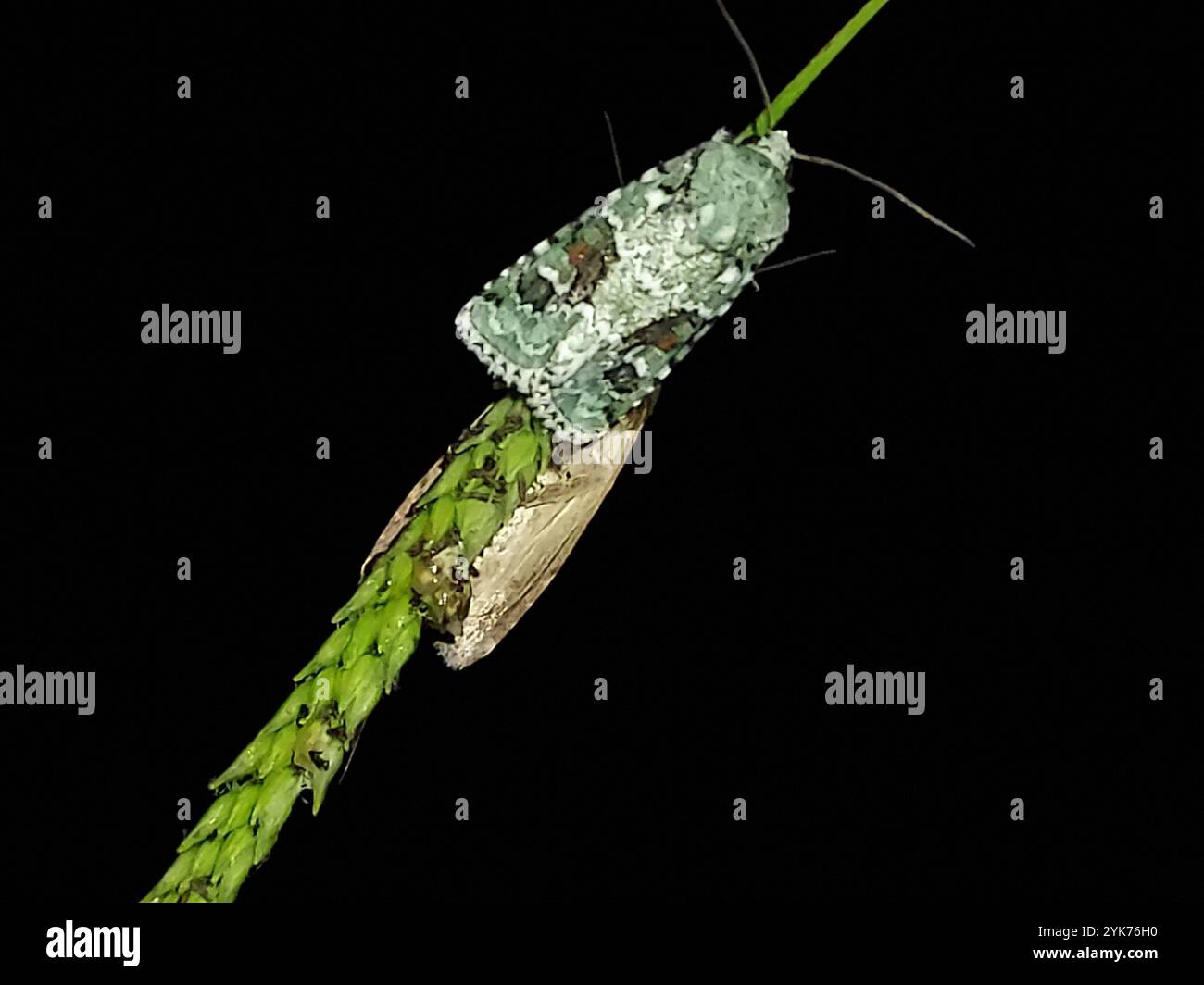 Laudabilis hi-res stock photography and images - Alamy