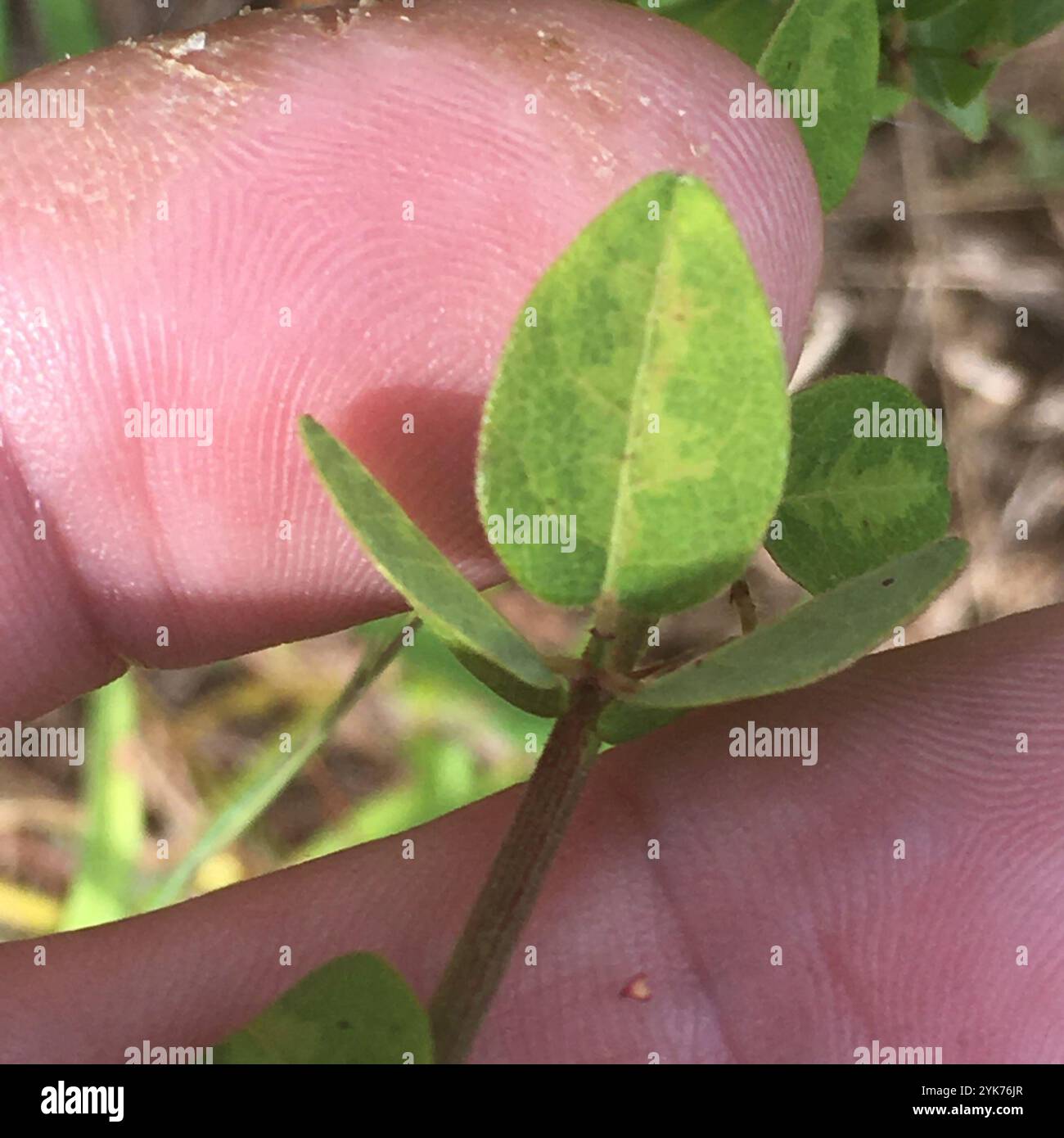 Little-leaf Tick-clover (Desmodium ciliare Stock Photo - Alamy