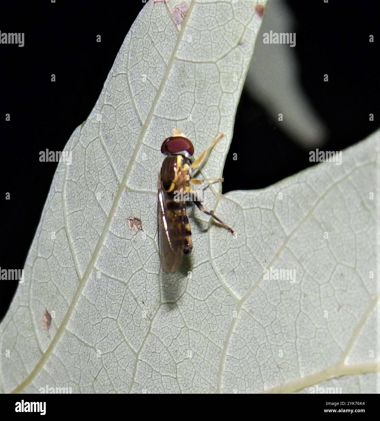Eastern Calligrapher (Toxomerus geminatus Stock Photo - Alamy