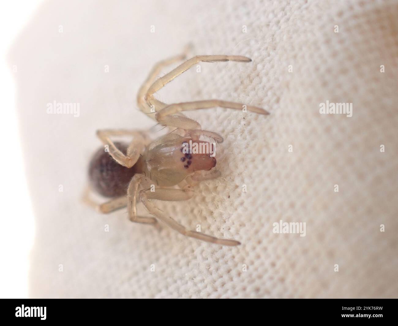 Clubionidae hi-res stock photography and images - Alamy