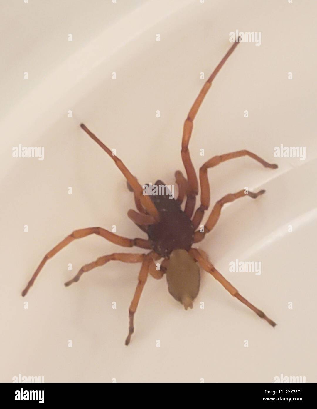 Woodlouse Spider (Dysdera crocata Stock Photo - Alamy