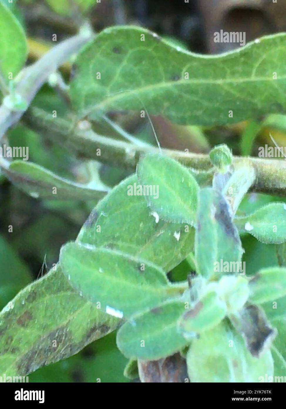 downy yellow false foxglove (Aureolaria virginica Stock Photo - Alamy