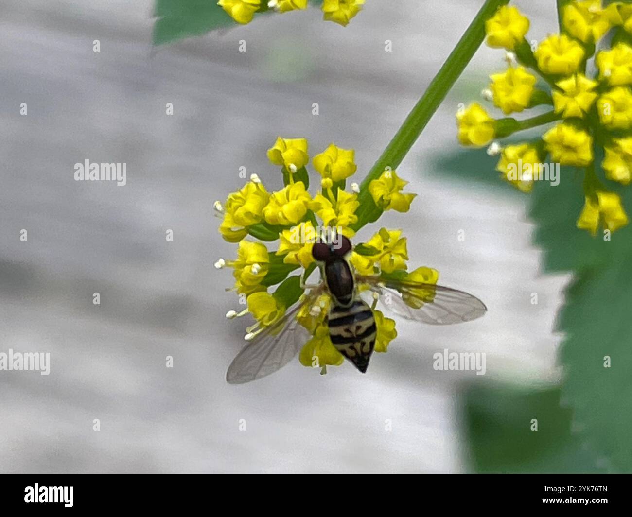Eastern Calligrapher (Toxomerus geminatus Stock Photo - Alamy