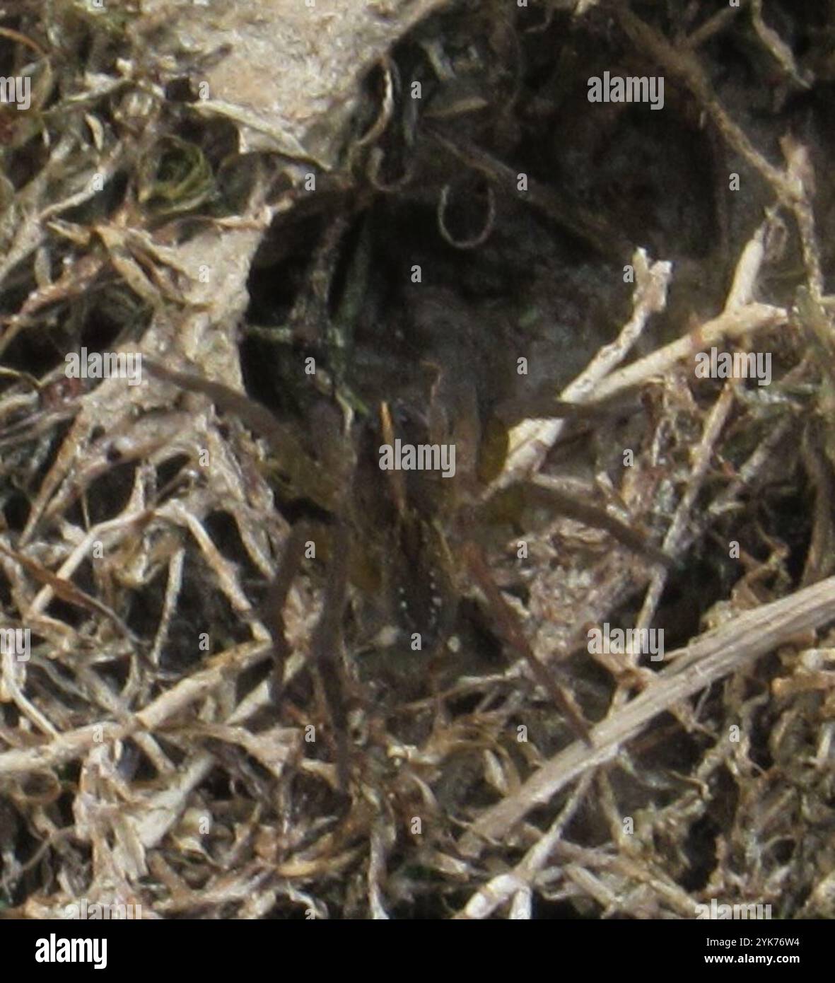 Wetland Giant Wolf Spider (Tigrosa helluo Stock Photo - Alamy