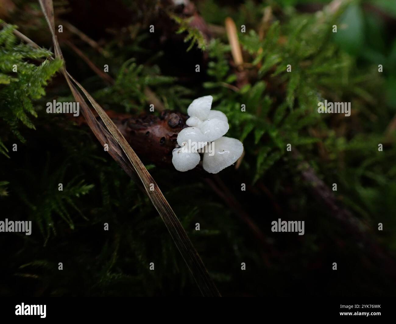Fairy Parachutes (Marasmiellus candidus Stock Photo - Alamy