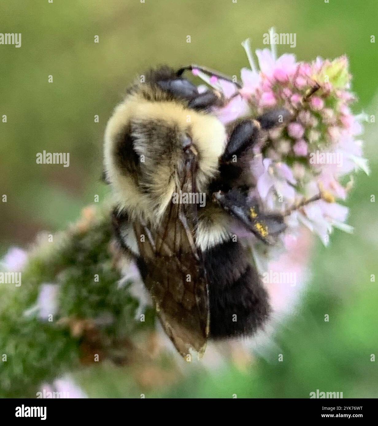 Common Eastern Bumble Bee (Bombus impatiens Stock Photo - Alamy