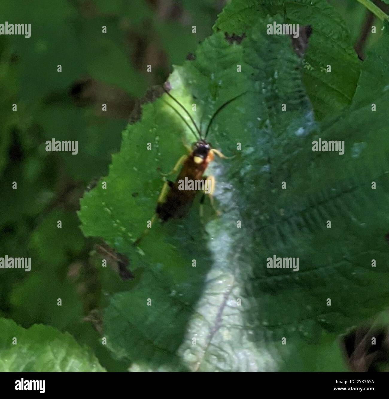 Diplazon laetatorius hi-res stock photography and images - Alamy