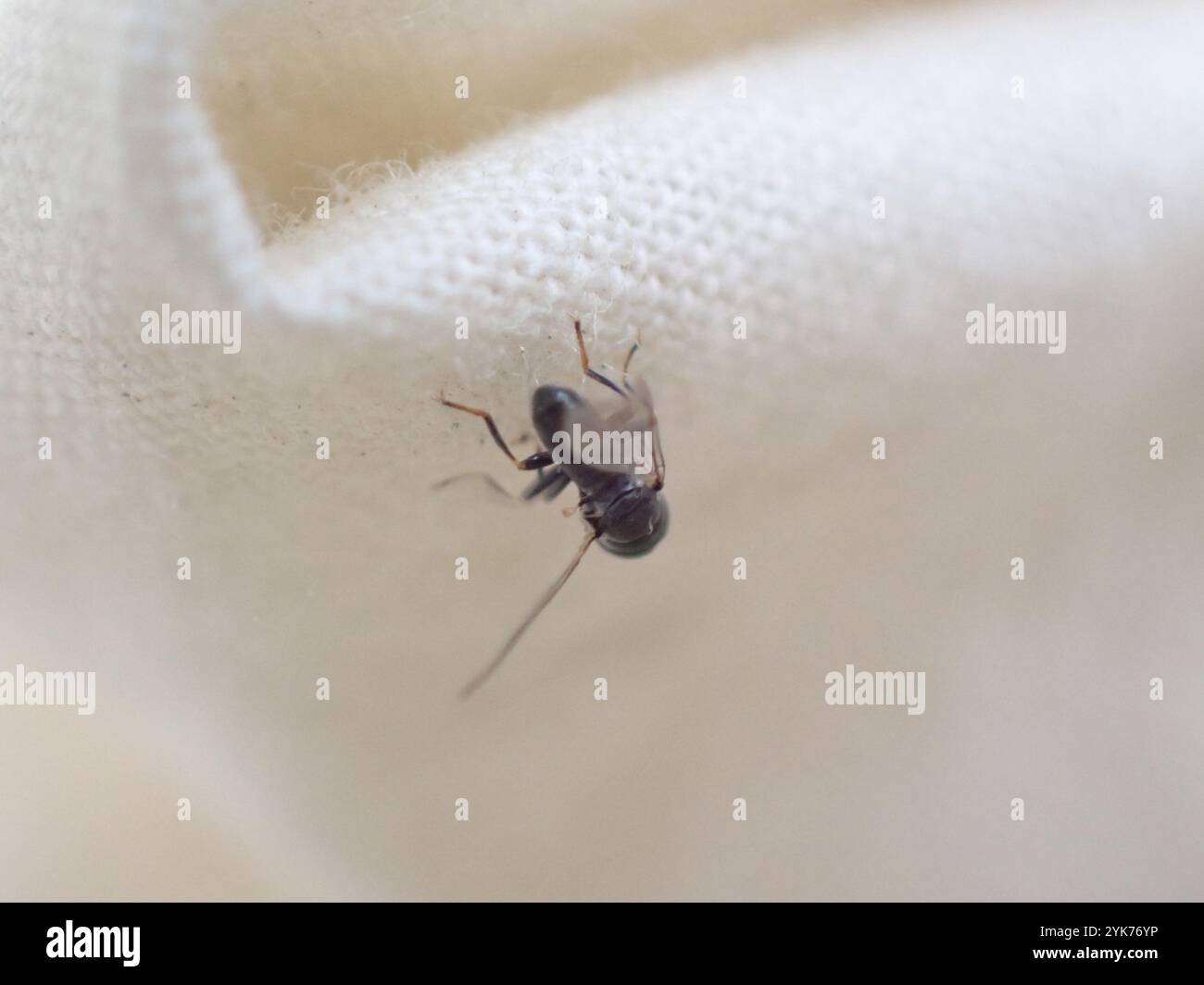 Pipunculidae hi-res stock photography and images - Alamy