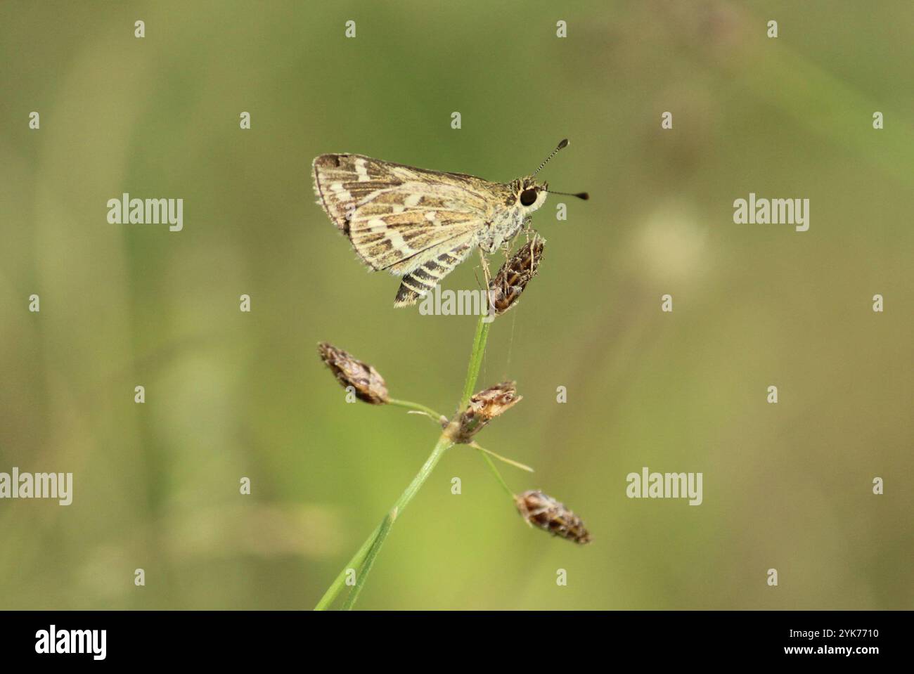 Common Grass-dart (Taractrocera maevius Stock Photo - Alamy