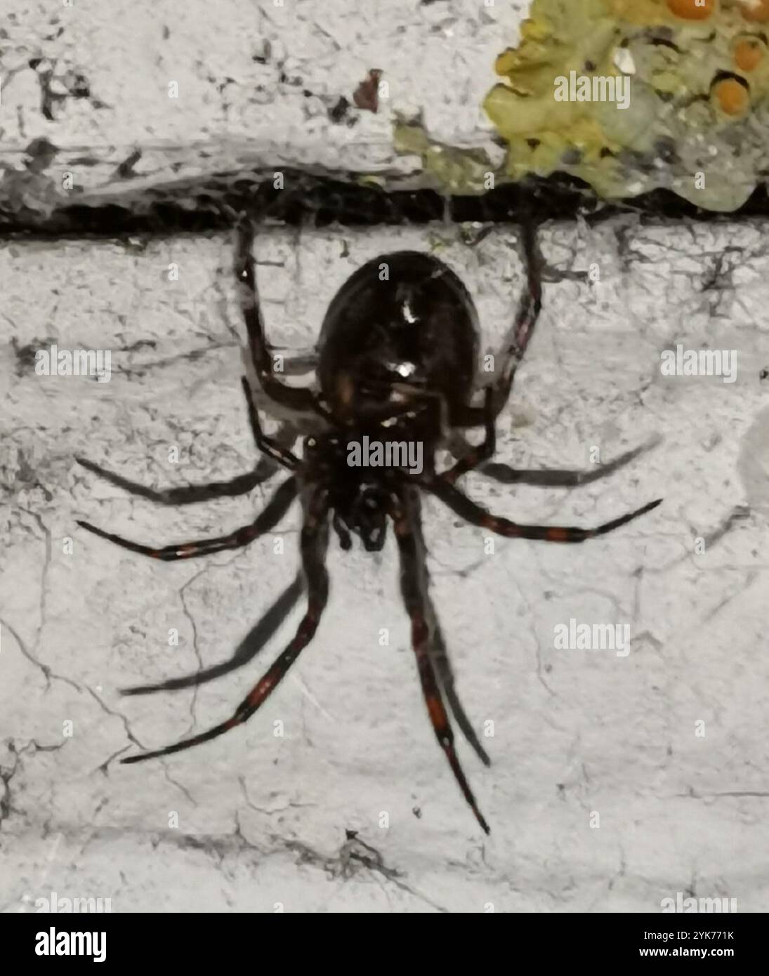 Rabbit hutch spider hi-res stock photography and images - Alamy