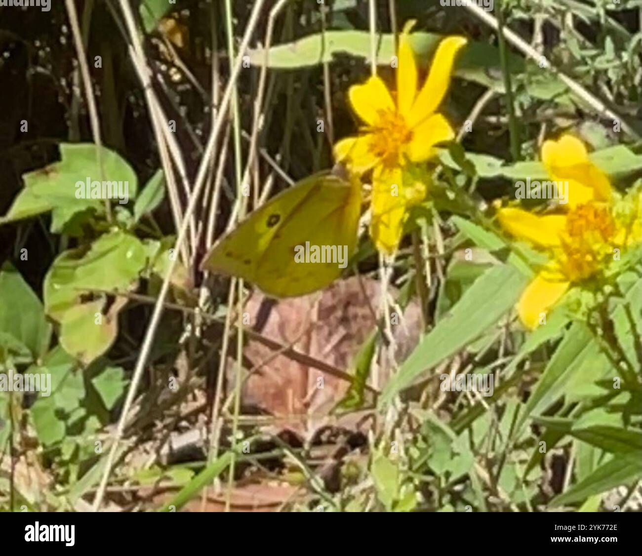 Southern Dogface (Zerene cesonia Stock Photo - Alamy