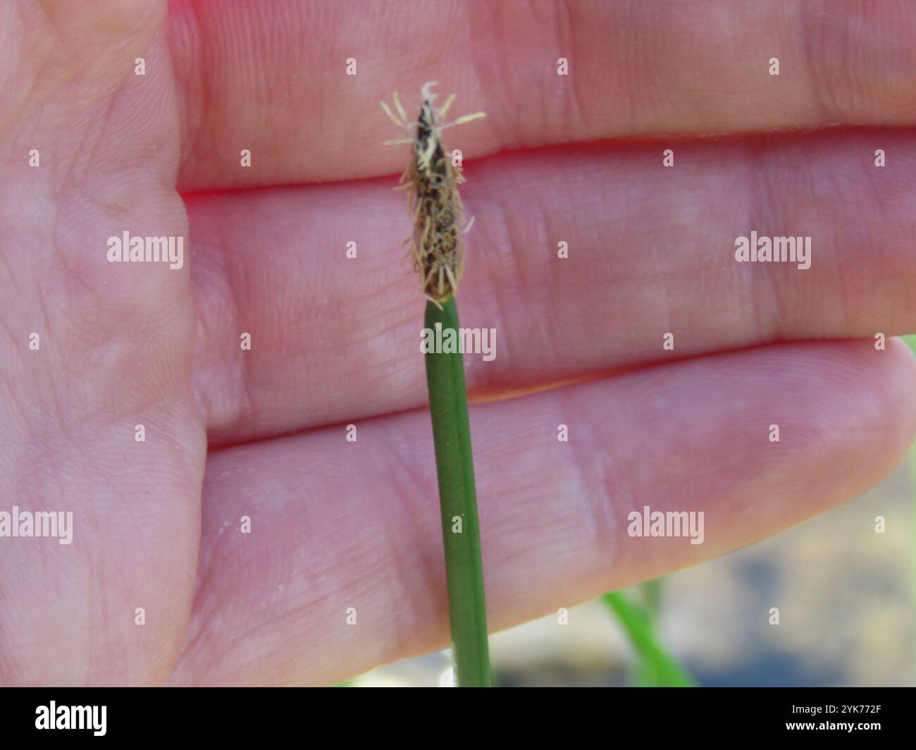 Common spikerush hi-res stock photography and images - Alamy