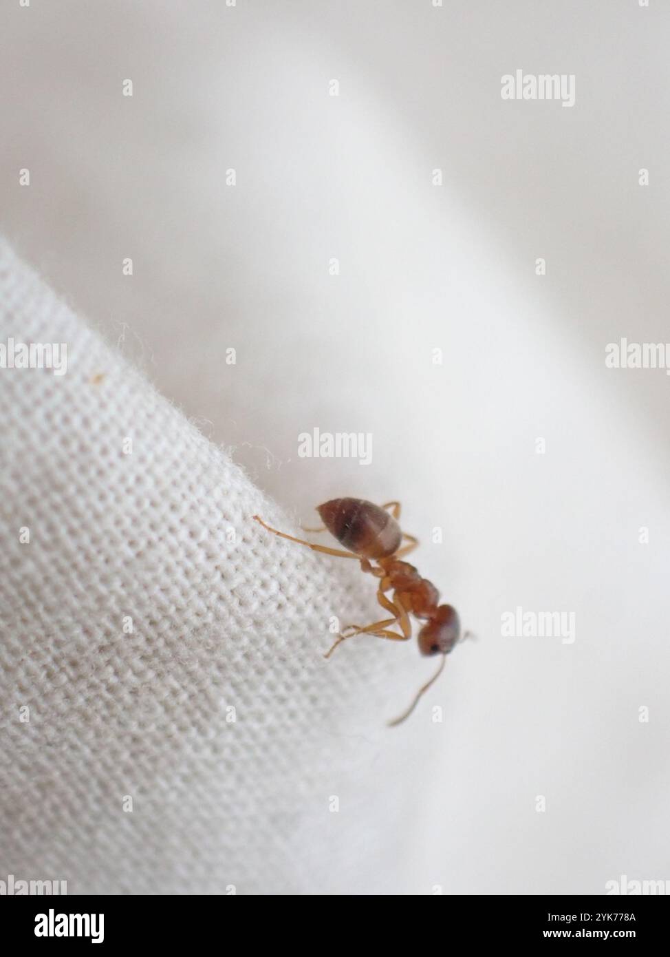 Pale-legged Fuzzy Ant (Lasius pallitarsis Stock Photo - Alamy