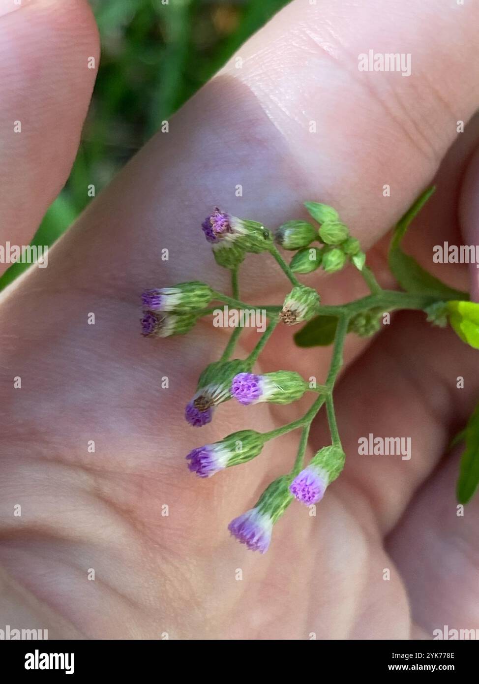 little ironweed (Cyanthillium cinereum Stock Photo - Alamy