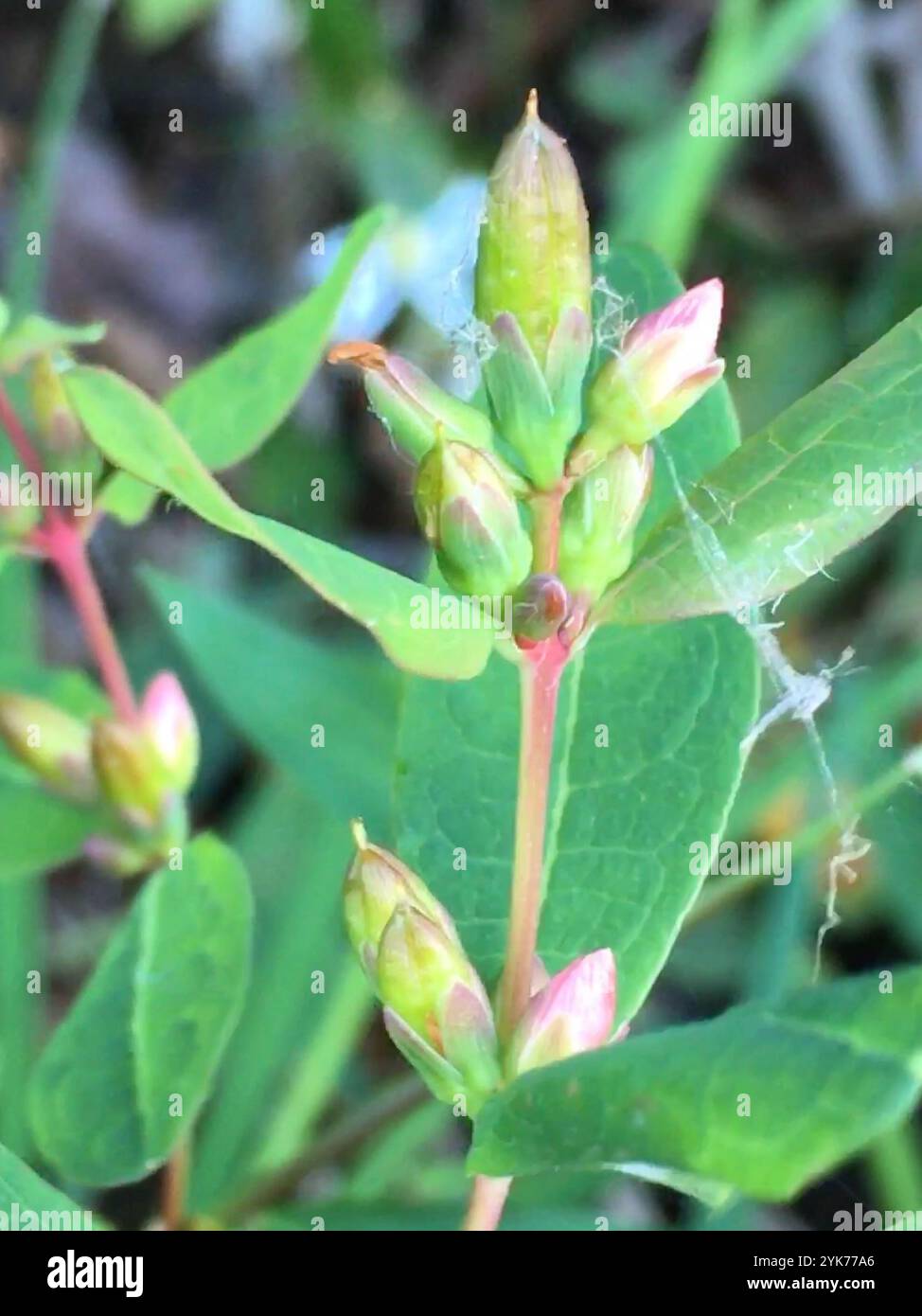 Greater Marsh St. John's-wort (Hypericum walteri Stock Photo - Alamy