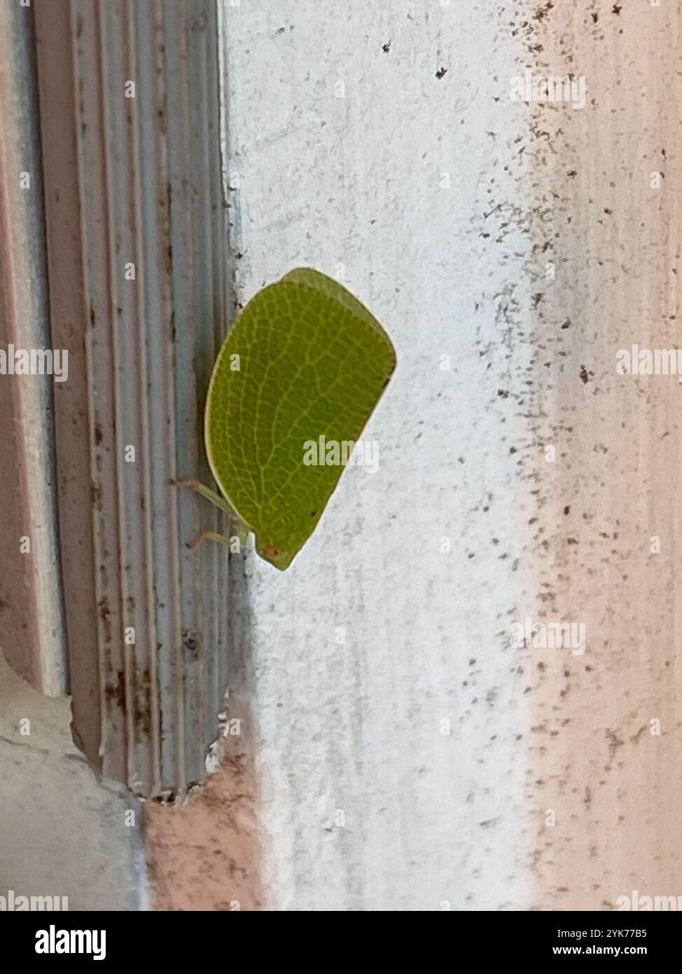 Green Cone-headed Planthopper (Acanalonia conica Stock Photo - Alamy