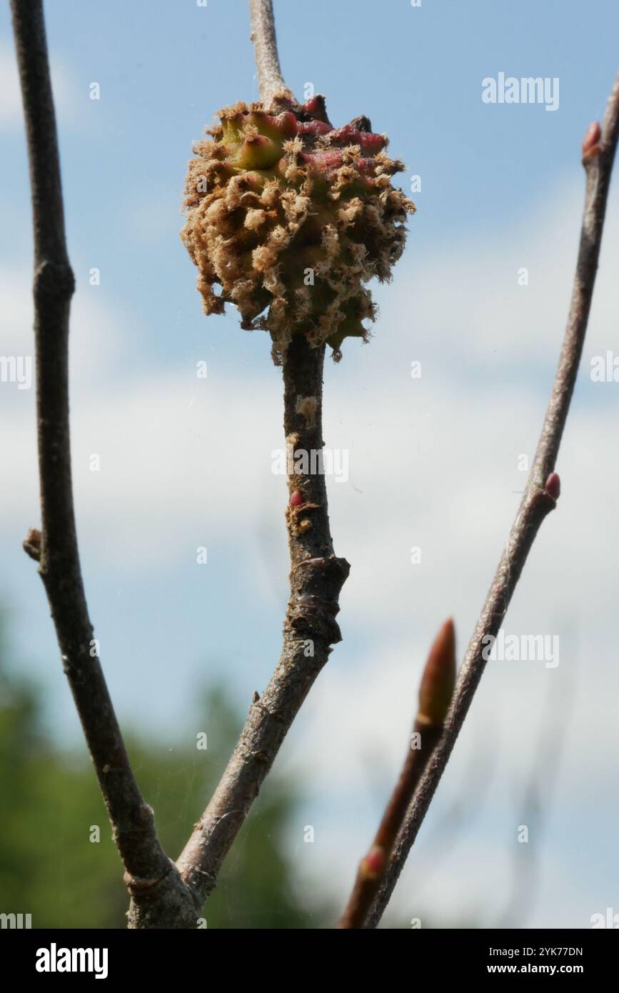 quince rust (Gymnosporangium clavipes Stock Photo - Alamy