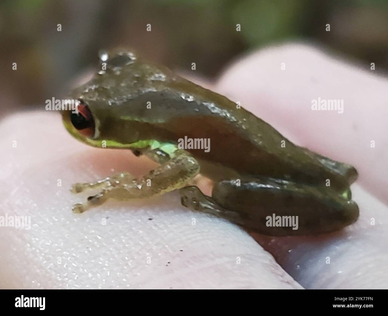 Cuban Tree Frog (Osteopilus septentrionalis Stock Photo - Alamy