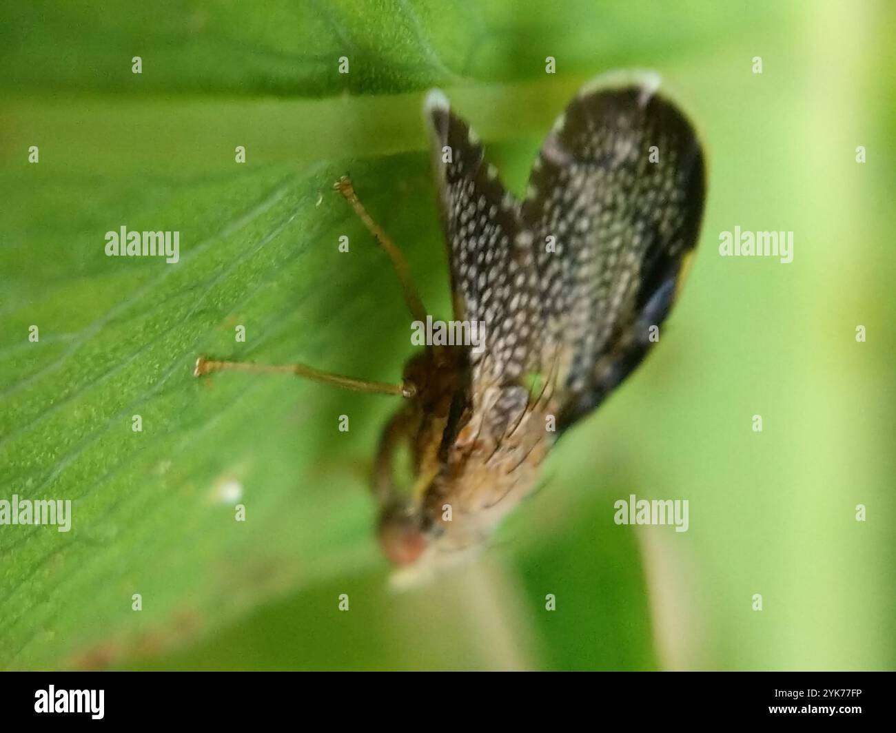 Eutreta hi-res stock photography and images - Alamy