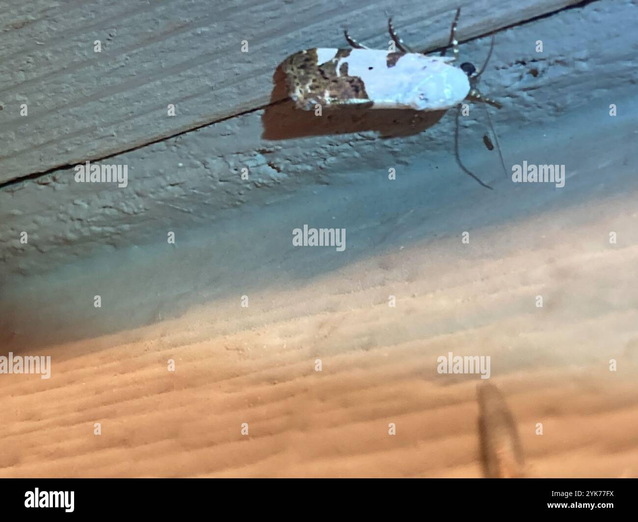 Exposed Bird Dropping Moth (Tarache aprica Stock Photo - Alamy