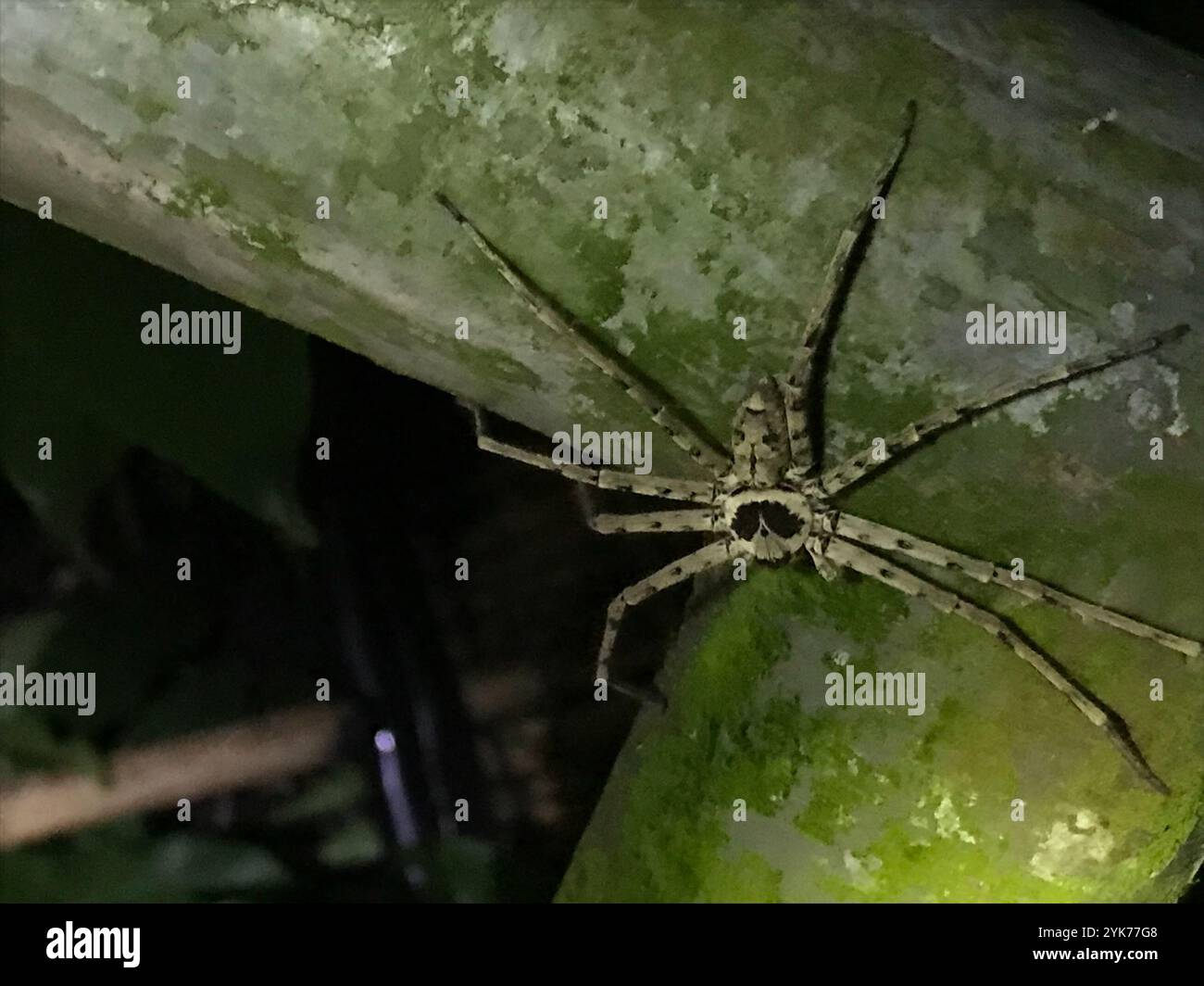 Pantropical Huntsman Spider (Heteropoda venatoria Stock Photo - Alamy