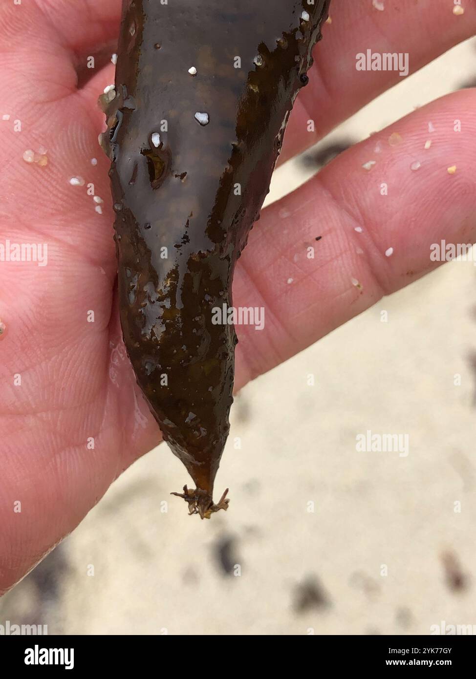 Sea Sacks (Halosaccion glandiforme Stock Photo - Alamy
