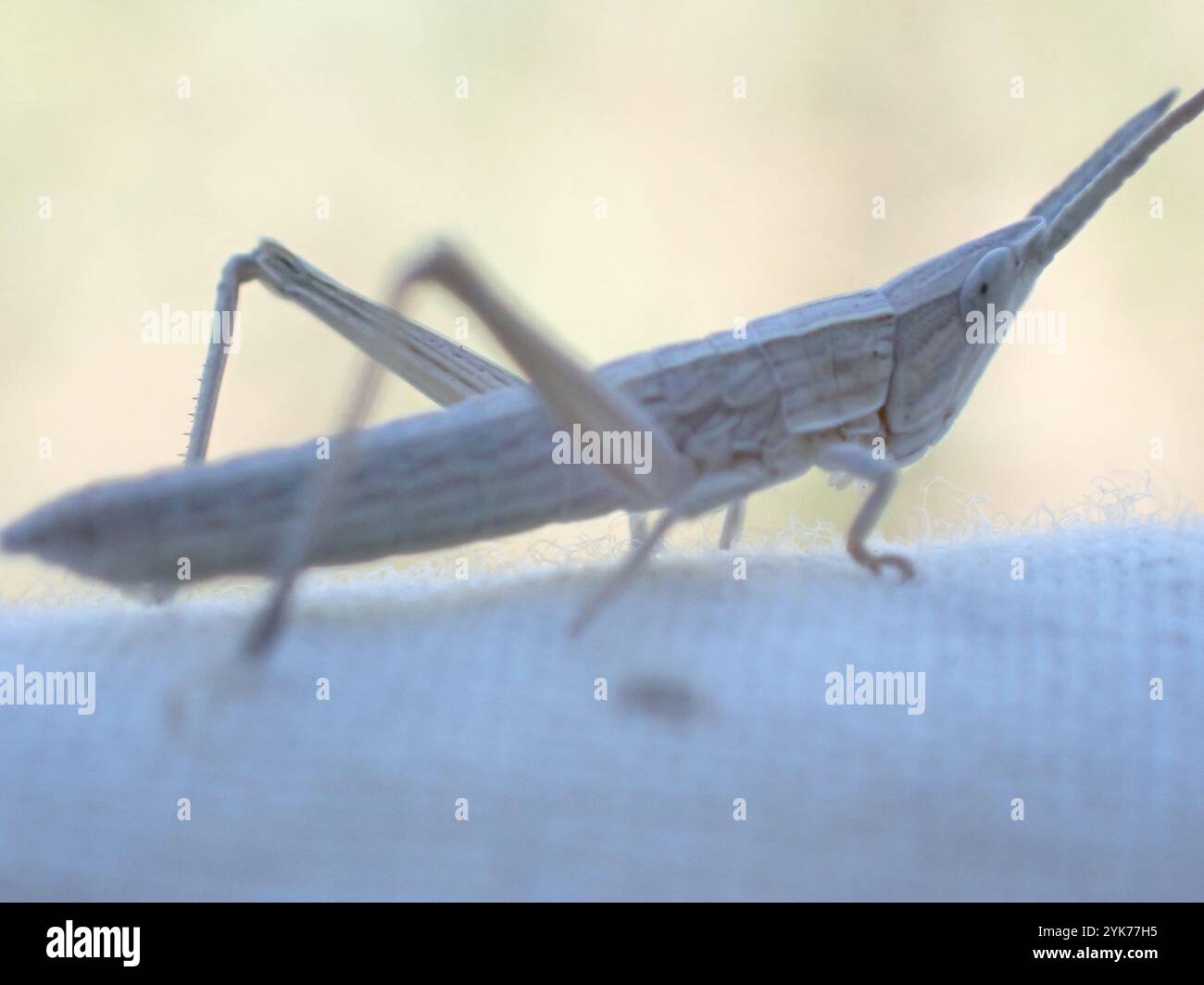 Bunch Grass Locust (Pseudopomala brachyptera Stock Photo - Alamy