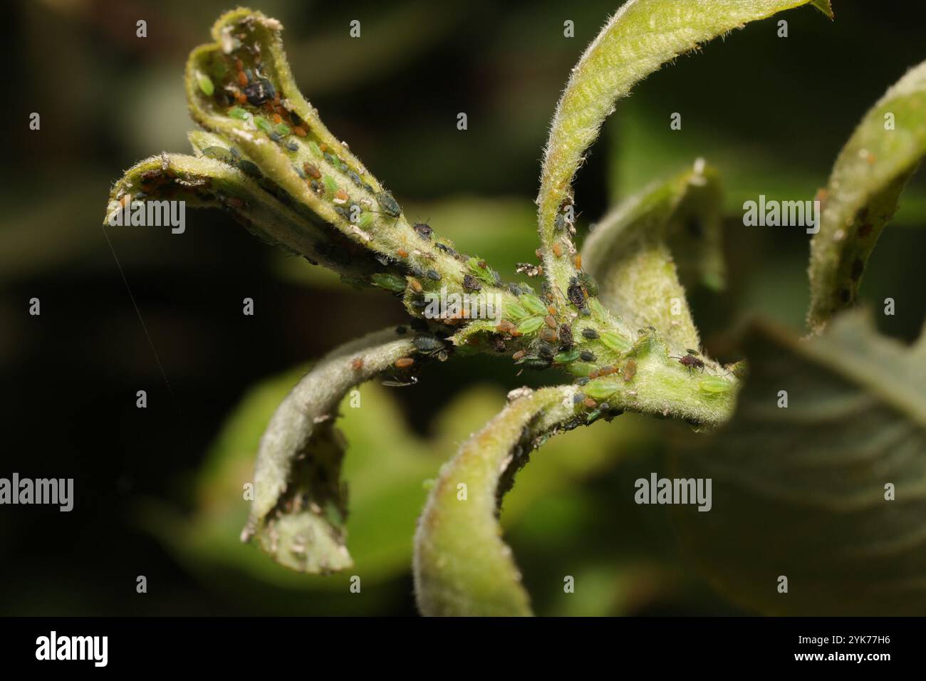 Willow aphid hi-res stock photography and images - Alamy