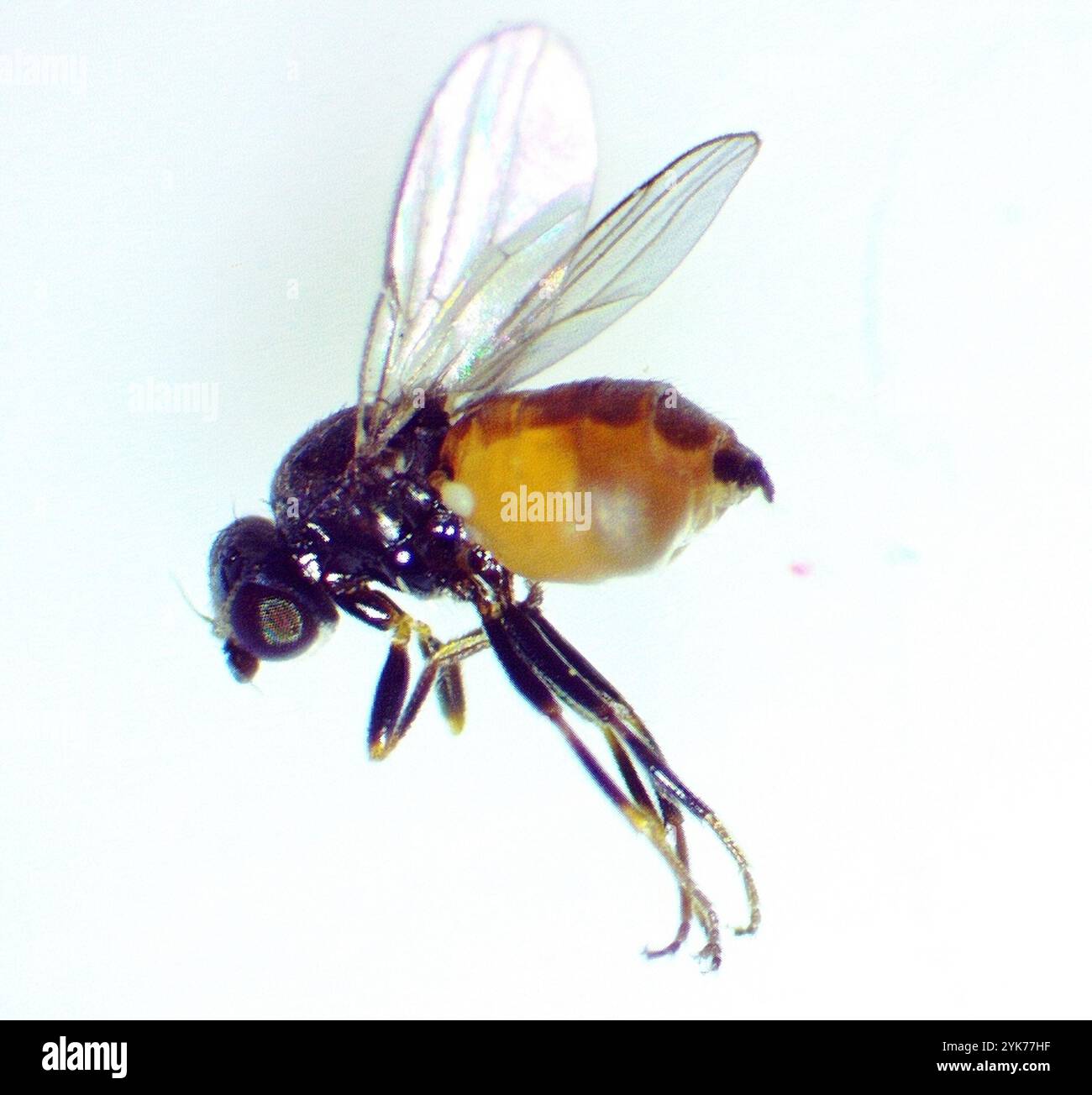 Frit Flies (Chloropidae Stock Photo - Alamy