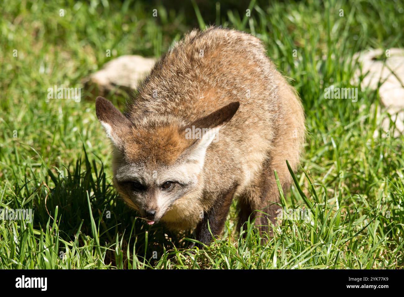 Fox creature hi-res stock photography and images - Alamy