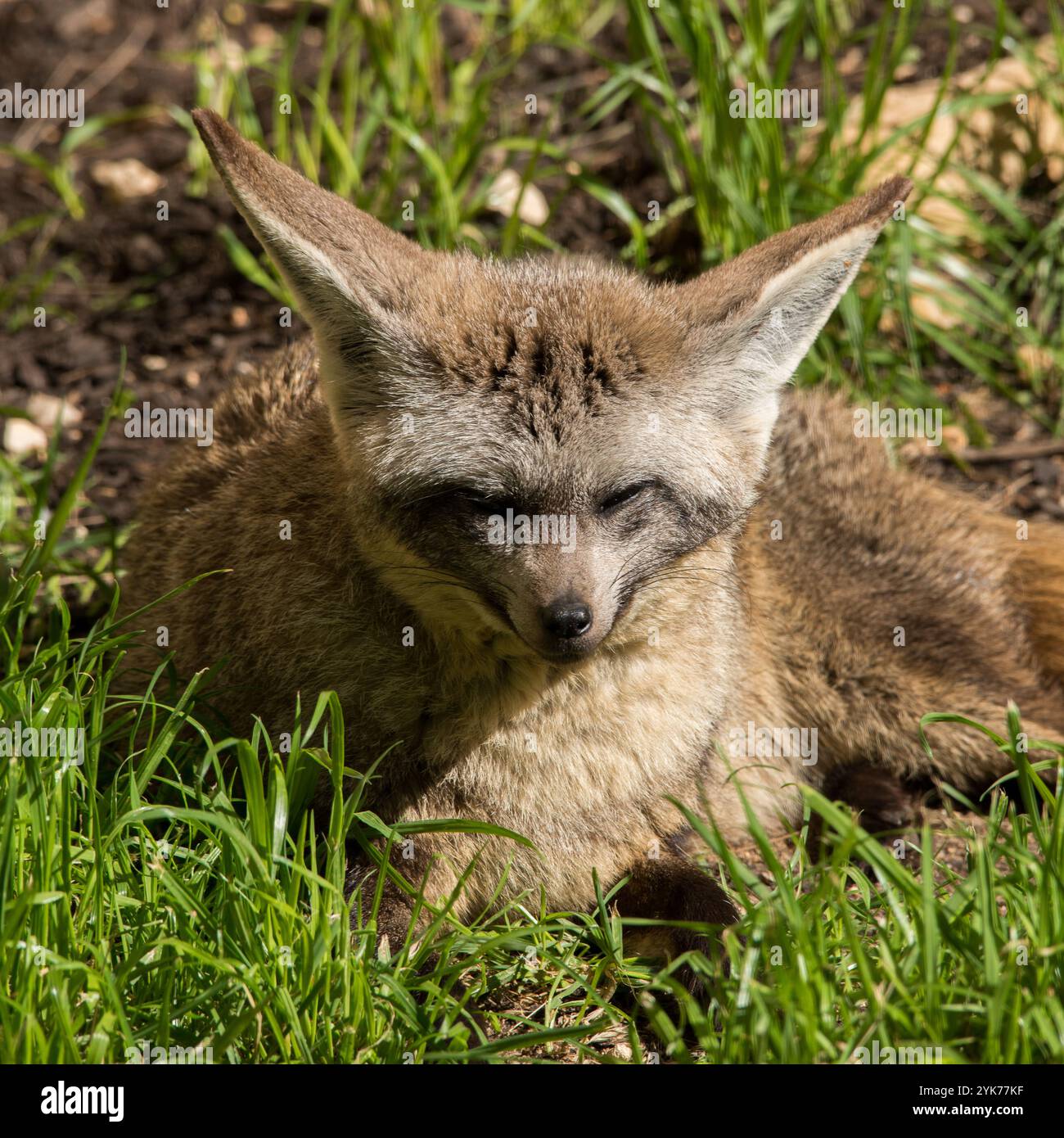 Fox big ears hi-res stock photography and images - Alamy