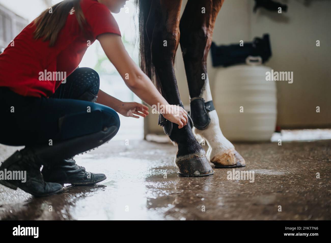 Girl caring for horse's leg in stable, focusing on equine grooming and ...