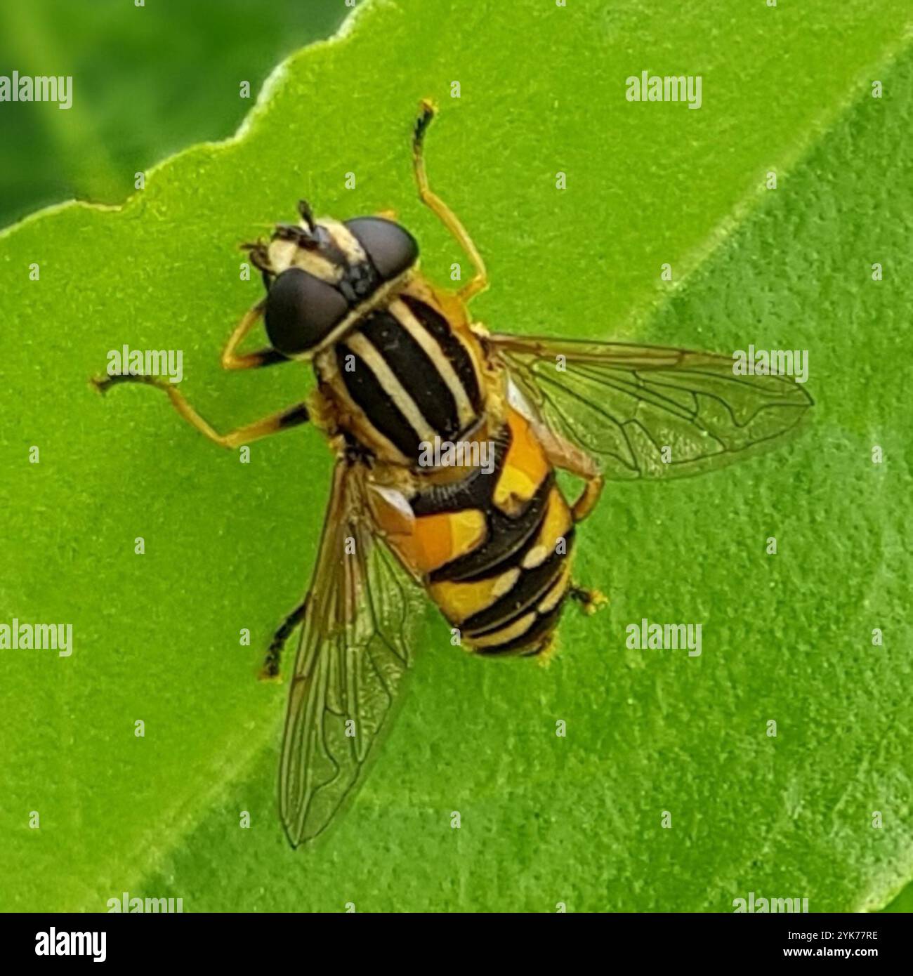 Sun Fly (Helophilus pendulus Stock Photo - Alamy