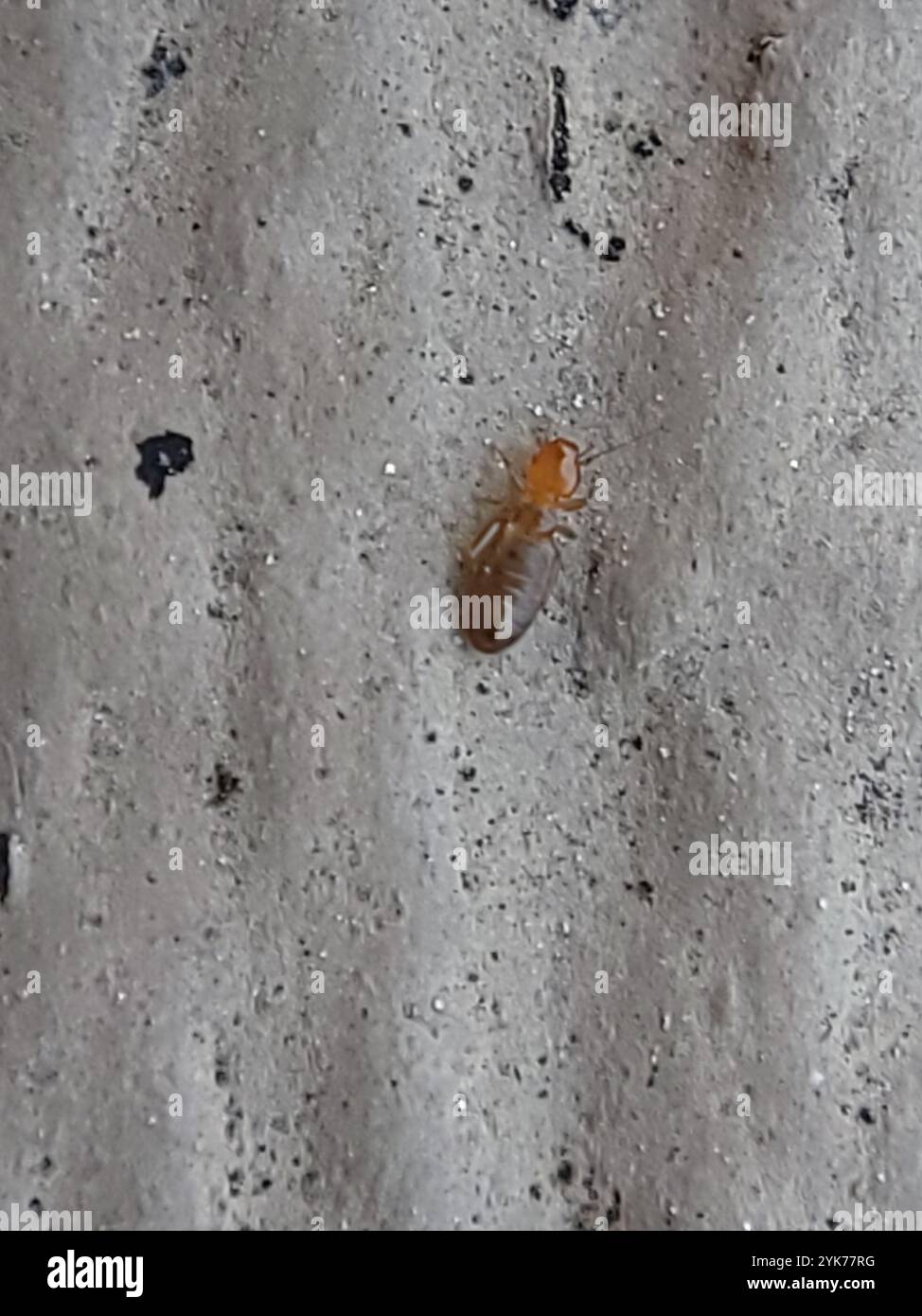 Booklice hi-res stock photography and images - Alamy