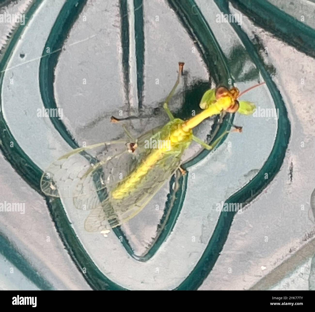 Green mantidfly hi-res stock photography and images - Alamy