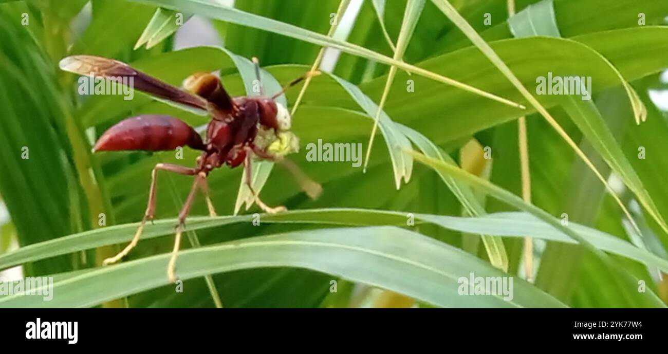 Neotropical Red Paper Wasp (Polistes canadensis Stock Photo - Alamy