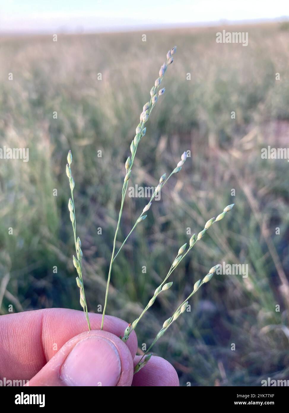 hall panicum (Panicum hallii Stock Photo - Alamy